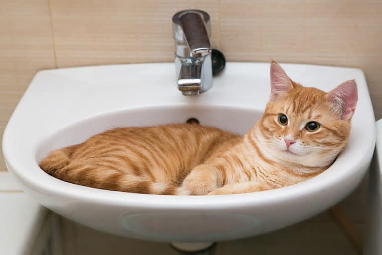 7 Astoundingly Helpful Tips for Moving With Cats into a New Home