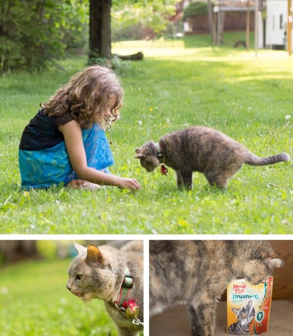 7 Astoundingly Helpful Tips for Moving With Cats into a New Home