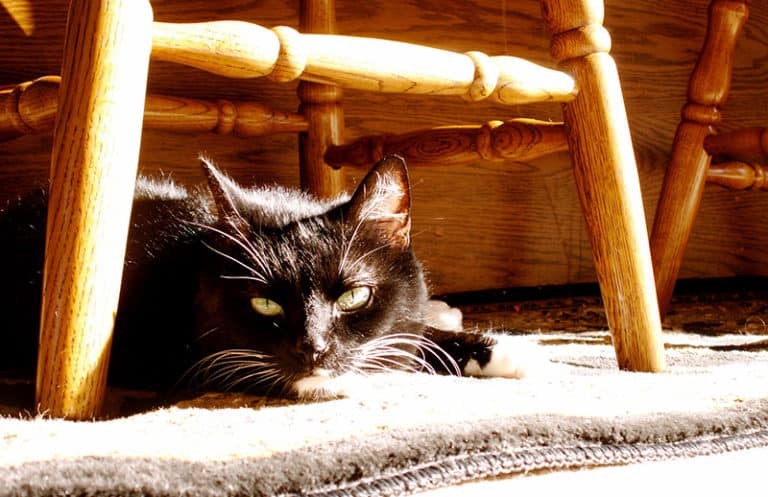 7 Astoundingly Helpful Tips for Moving With Cats into a New Home