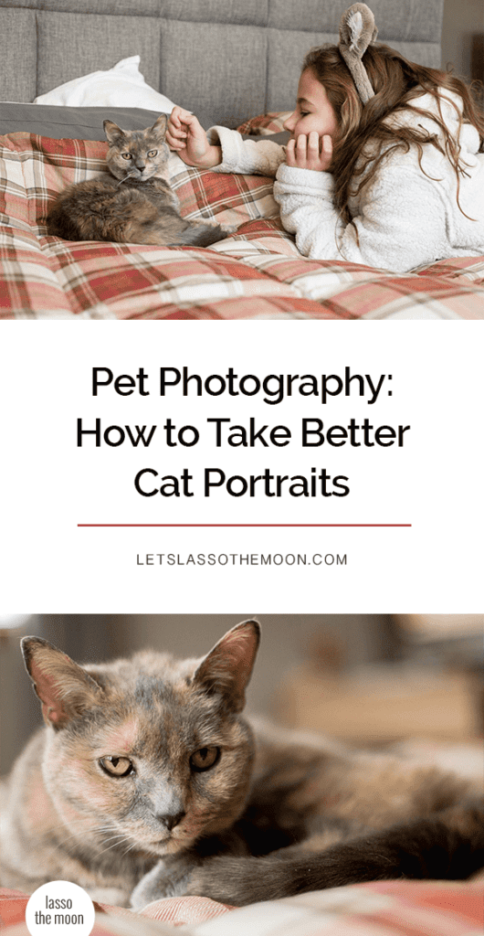 Pet Photography: How to Take Better Cat Portraits Of Your Cuties
