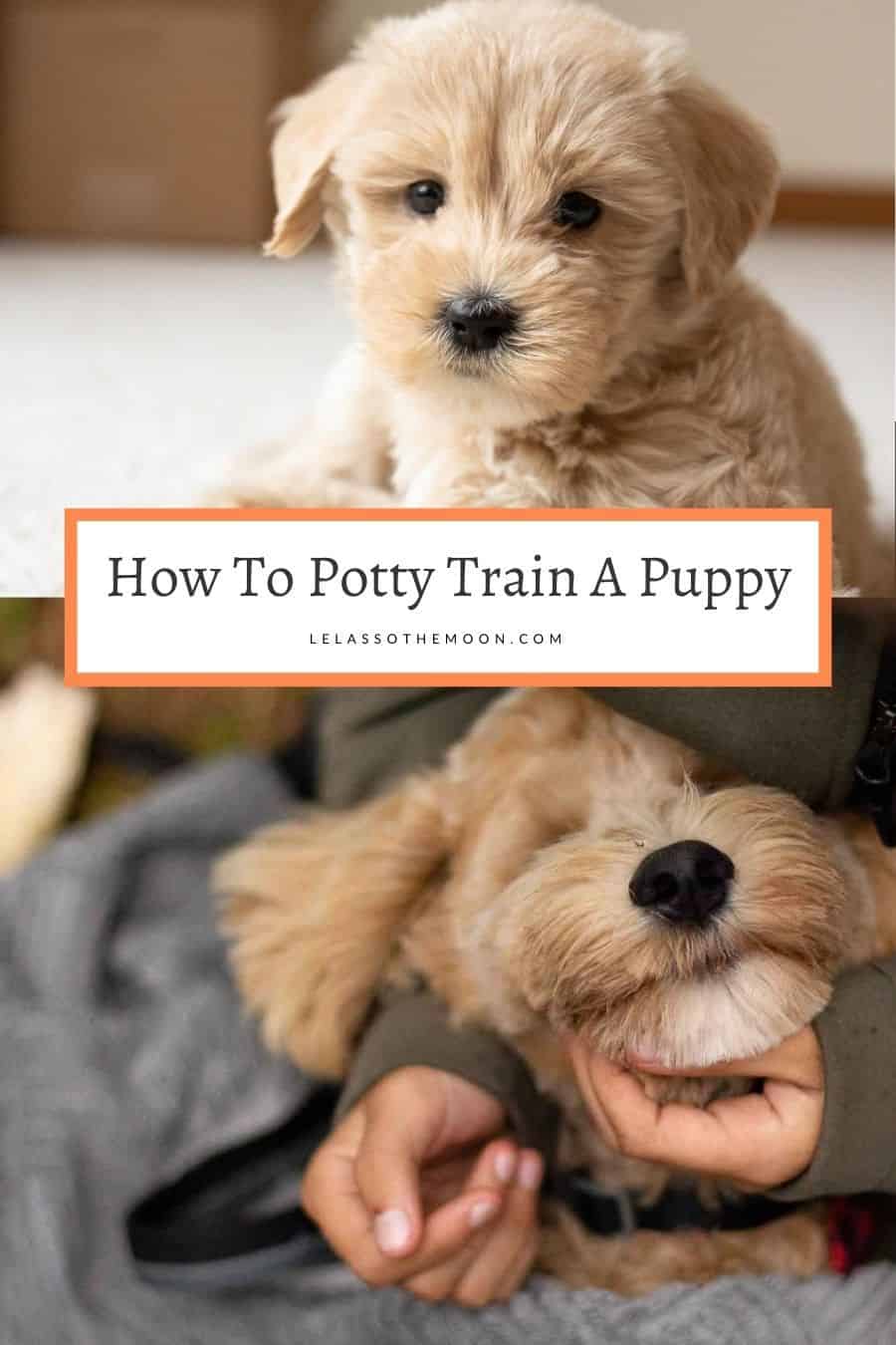 How To Potty Train A Puppy - Things You Need To Know BEFORE Starting